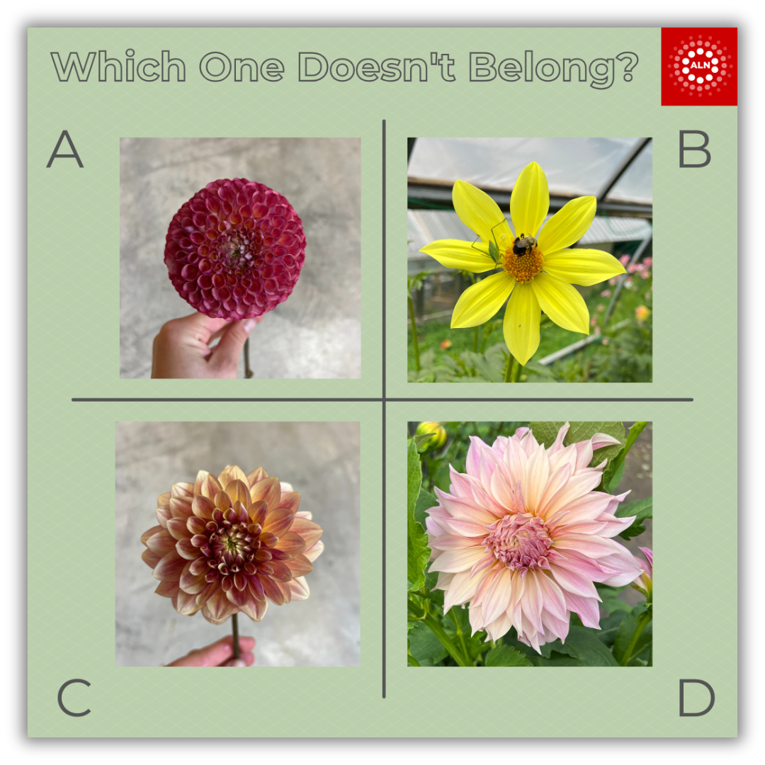 Exploring 4 Categories of Number Sense Routines